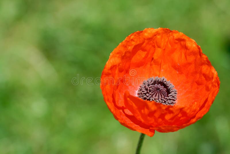 Single Poppy in a Field of Wheat Stock Image - Image of flower ...