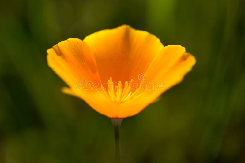 A Single Poppy stock photo. Image of daytime, central - 30675462