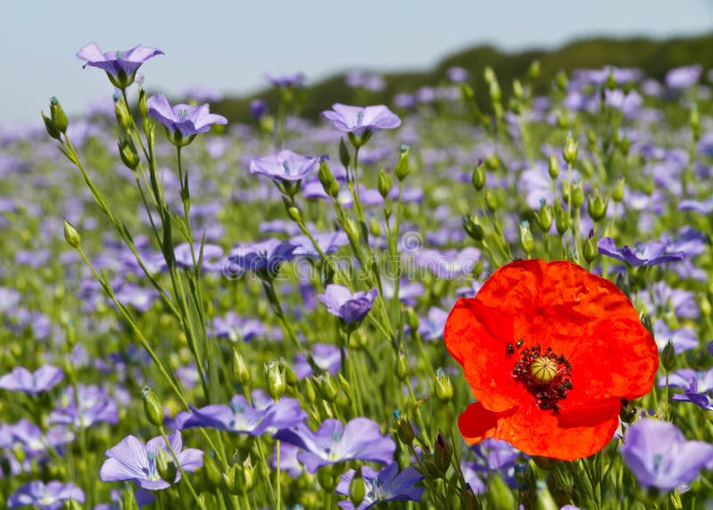 Single Poppy in a Field of Blue Linseed Flowers Stock Image - Image of ...