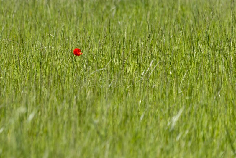 A Single Poppy in a Field Near East Grinstead Stock Image - Image of ...