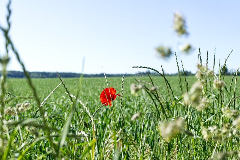 Single Poppy in a Field of Wheat Stock Image - Image of flower ...