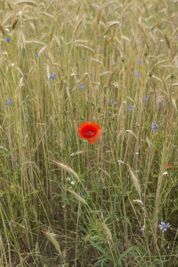 Single Poppy Flower Blossoms Amidst a Wheat Field. Stock Photo - Image ...
