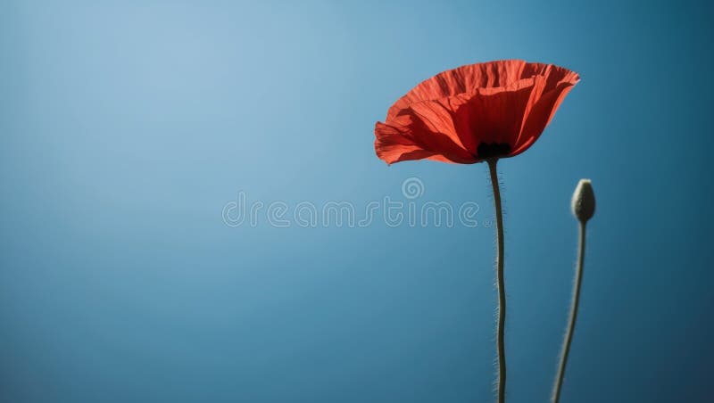 Single Poppy Flower on a Blue Background. Stock Image - Image of ...