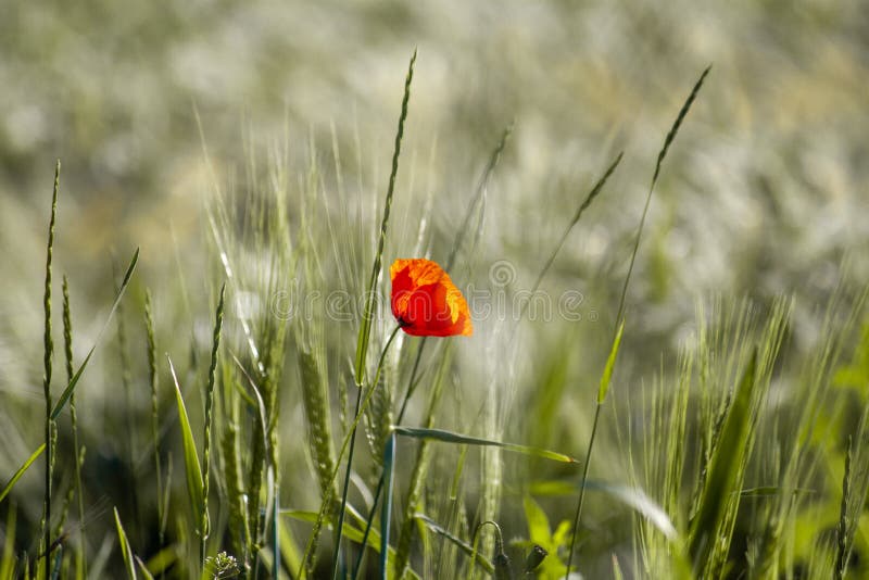 Single Poppy Flower in a Grain Field Stock Image - Image of spring ...