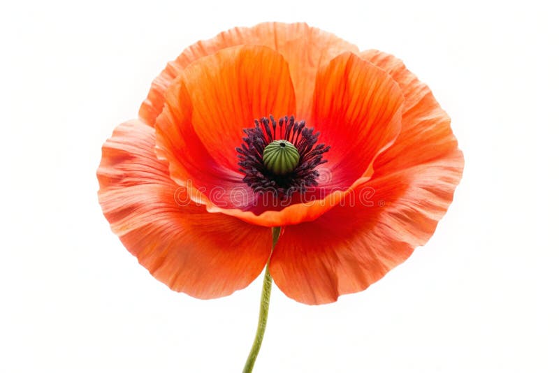 Single Poppy Flower Isolated on White Stock Illustration - Illustration ...