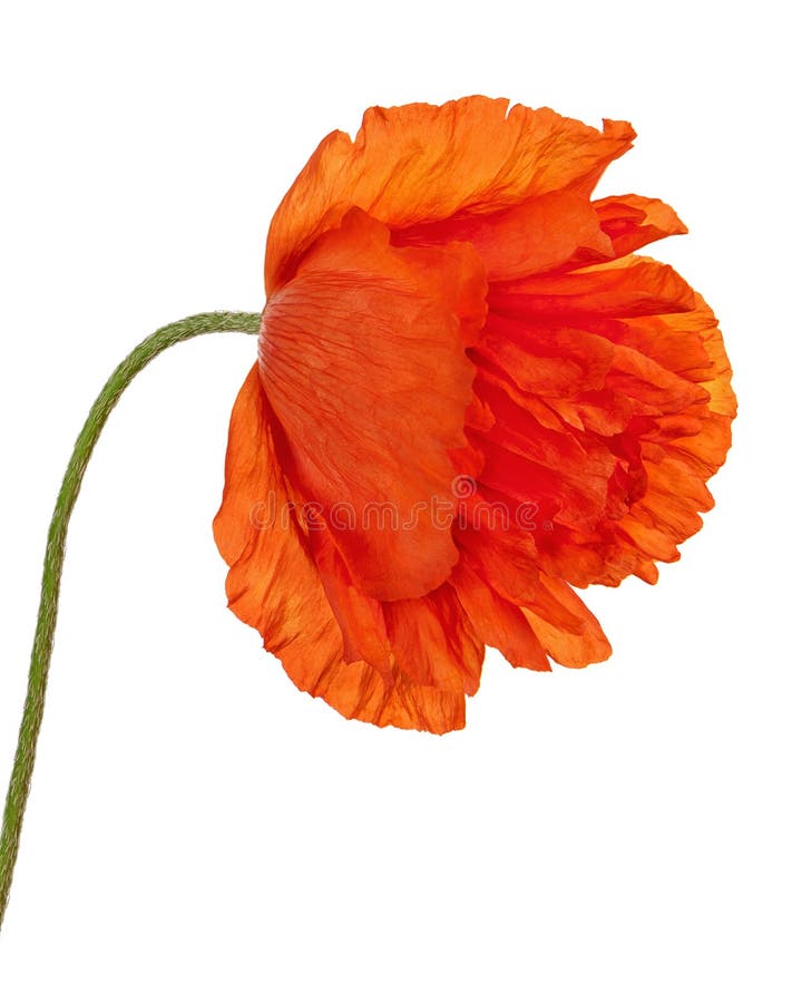 Set of Single Poppy Flowers Isolated on White Background. Stock Photo ...