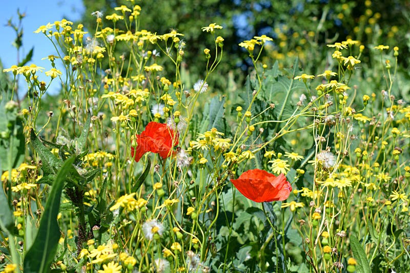 Single Poppy Flowers among Thickets of Other Grass Stock Image - Image ...