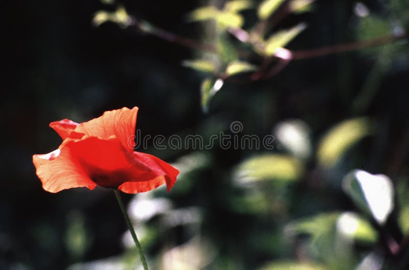 Single Red Poppy Isolated on White Background.Top View Stock Photo ...