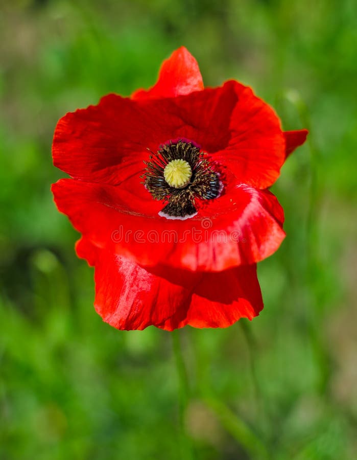 Single poppy stock image. Image of ornamental, memories - 44505897
