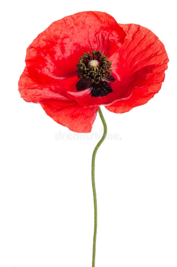 Single Poppy Isolated on White Background Stock Image - Image of ...