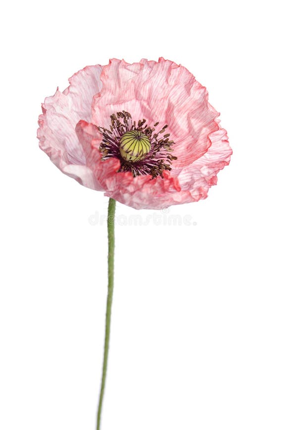 Single Pink Poppy on White Background Stock Photo - Image of bloom ...