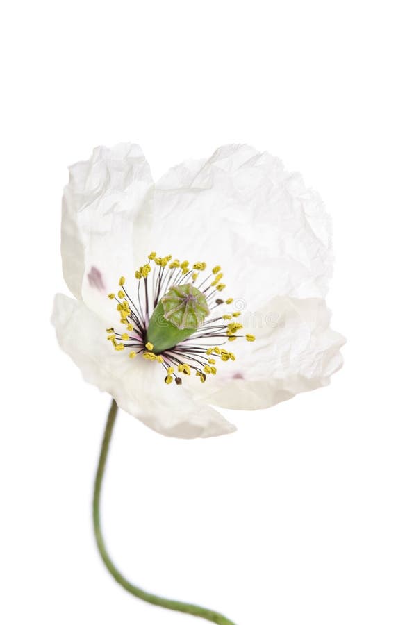 1,683 Single Poppy Light Background Stock Photos - Free & Royalty-Free ...