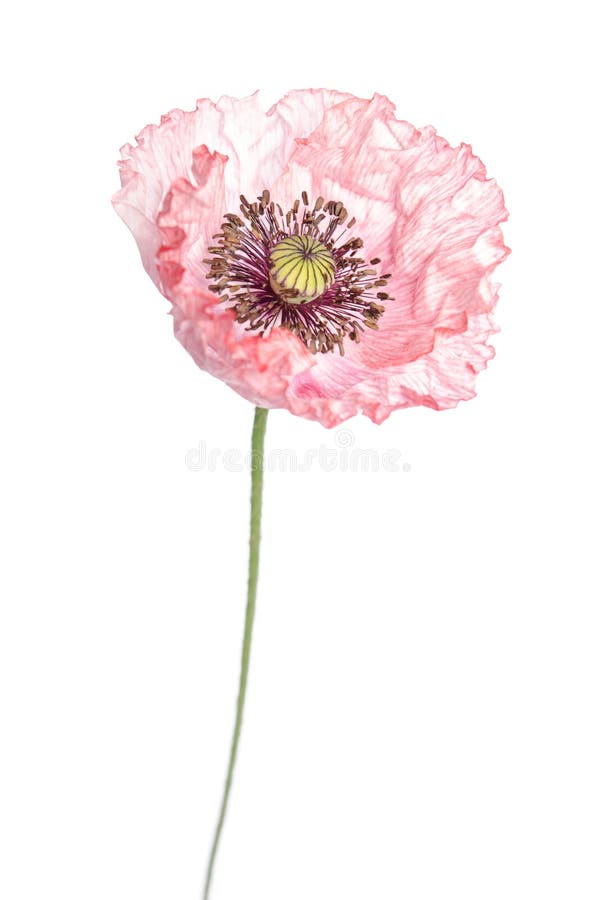 Single Pink Poppy on White Background Stock Photo - Image of design ...