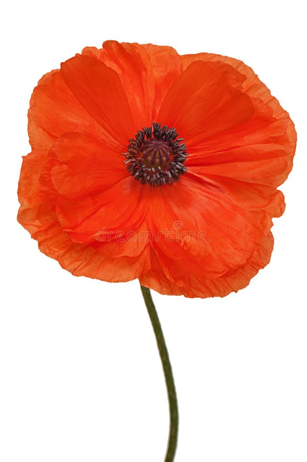 15,392 Single Poppy Stock Photos - Free & Royalty-Free Stock Photos ...