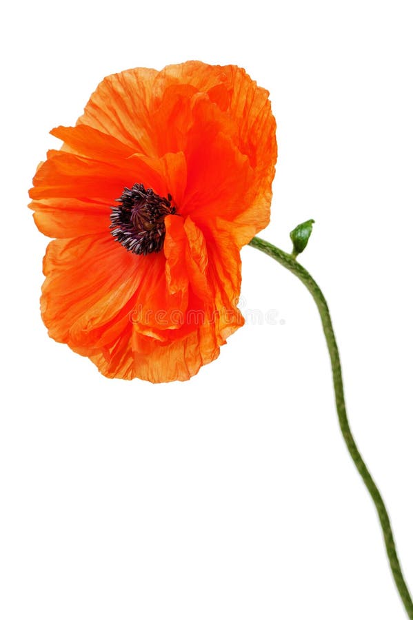 Set of Single Poppy Flowers Isolated on White Background. Stock Photo ...