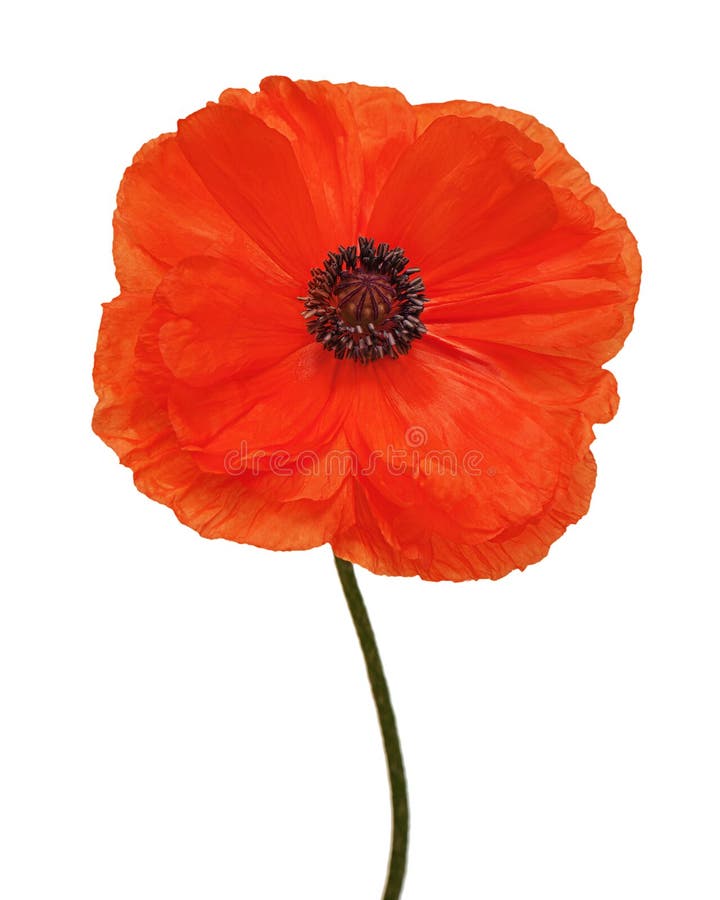 Set of Single Poppy Flowers Isolated on White Background. Stock Photo ...