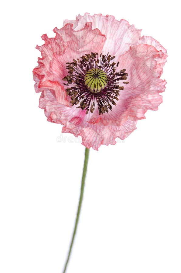 15,404 Single Poppy Stock Photos - Free & Royalty-Free Stock Photos ...