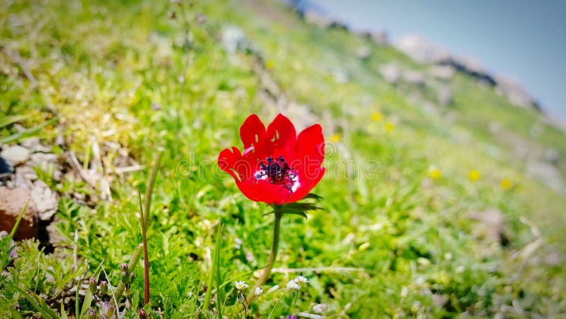 Lone Poppy stock photo. Image of lone, izmir, single - 120074200