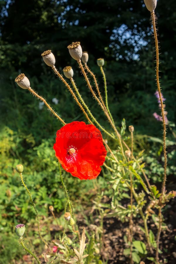 Single Poppy with Ripe Seed Pods Stock Image - Image of autumn, sunbeam ...