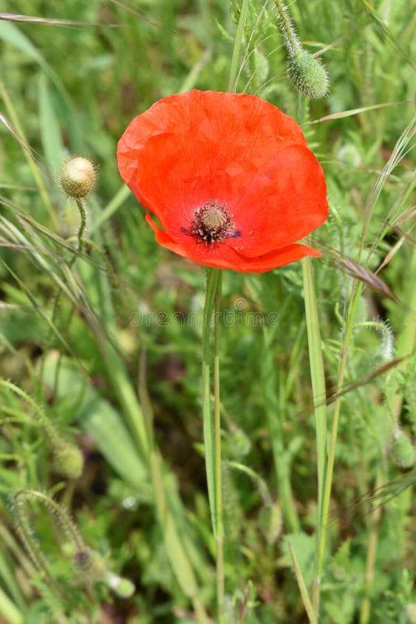 A Single Poppy stock image. Image of united, poppy, white - 121069717