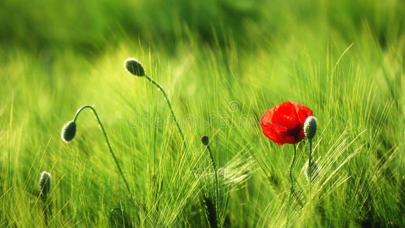 Single Poppy in a Field of Wheat Stock Image - Image of flower ...