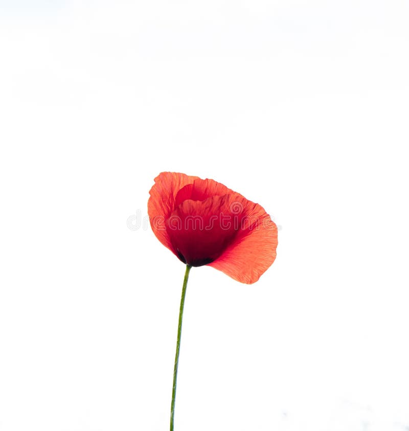 Single poppy on white stock image. Image of flower, single - 149733805