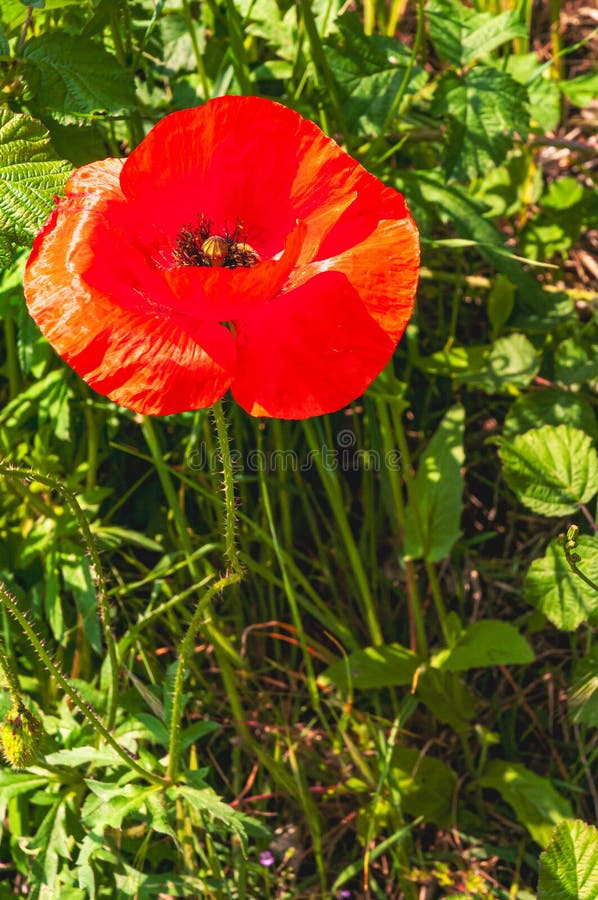 Single Poppy Flower, on Sunny Day Stock Image - Image of orange, single ...