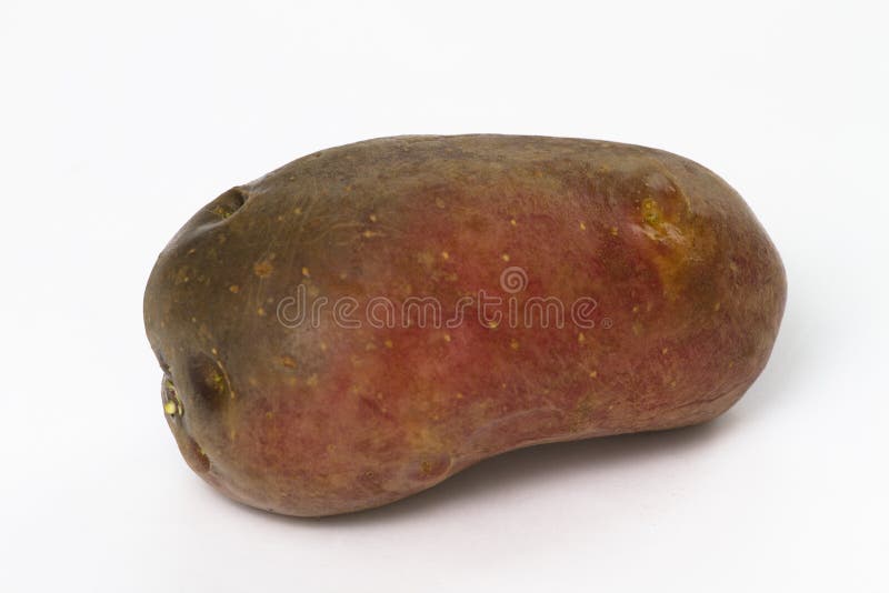 Single potato stock image. Image of healthy, root, food - 205375317