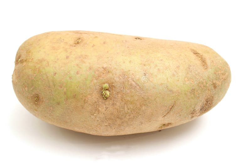 Single potato on white stock image. Image of potatoes - 1938483