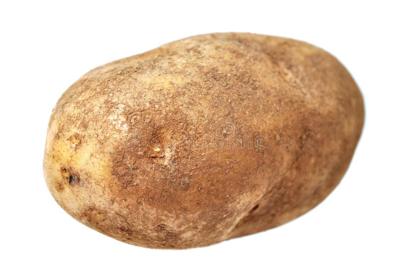 Single potatoe stock image. Image of vegetables, garden - 4768373