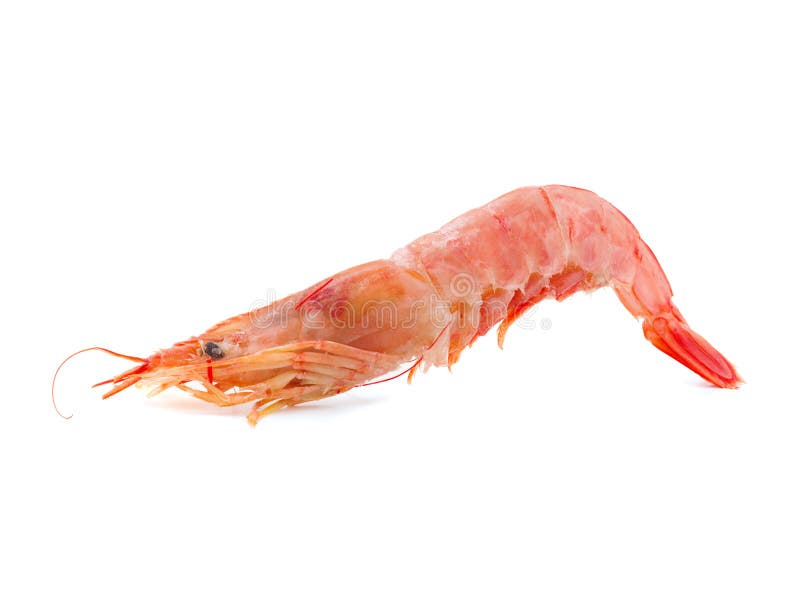 Single Prawn or Tiger Shrimp Isolated on White Background. Stock Image ...