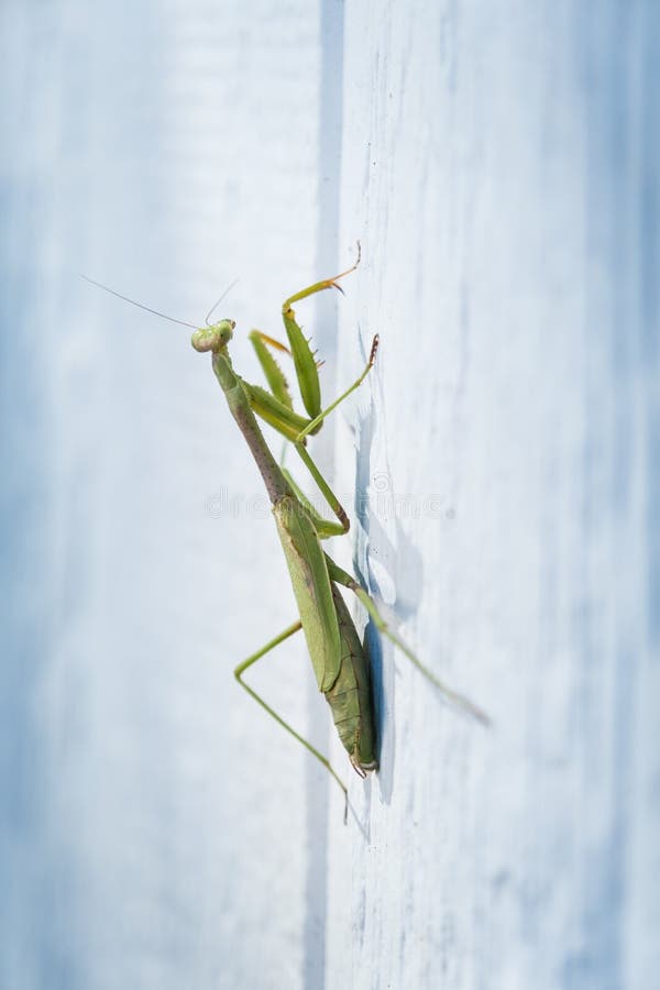 A Single Praying Mantis Climbing a White Wall in the Sunshine Stock ...
