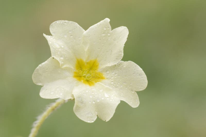 A single yellow primrose stock image. Image of yellow - 140020825