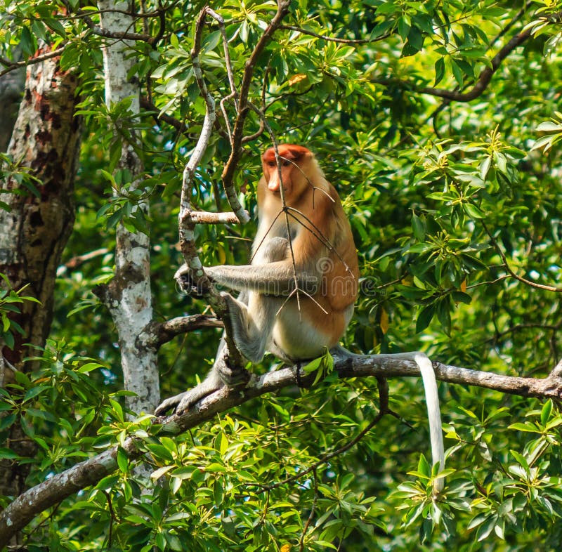 Single Proboscis Monkey Sitting in a Tree Stock Photo - Image of asia ...