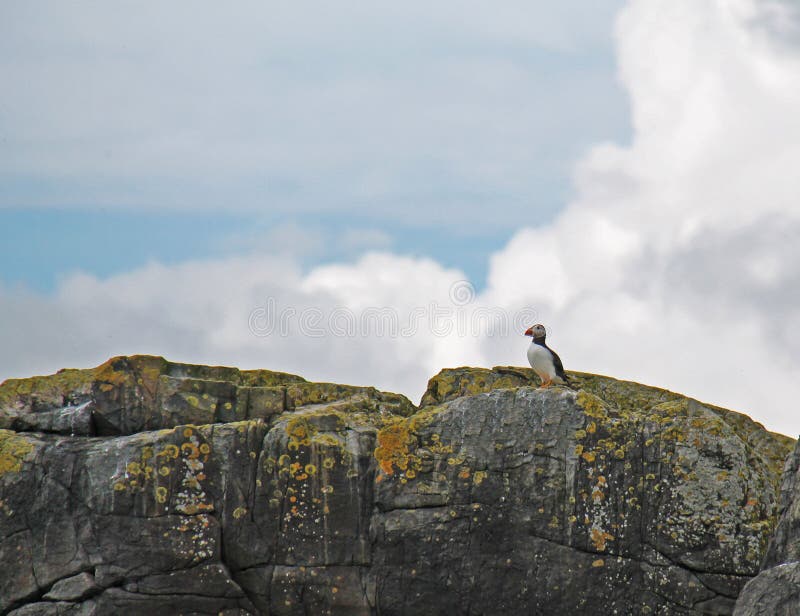 Single Puffin Bird. stock photo. Image of feather, animal - 322072018