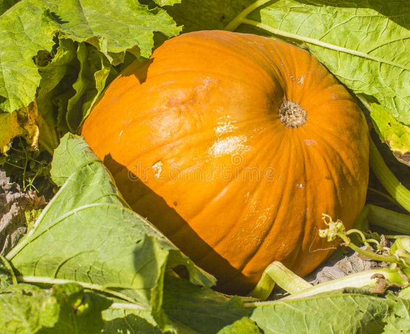 Single Pumpkin on a Field Close Up Stock Photo - Image of food, nature ...