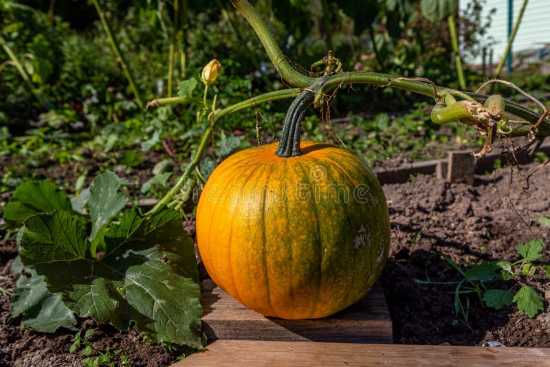 Single Pumpkin in Sunny Patch Stock Photo - Image of sunny, autumn ...