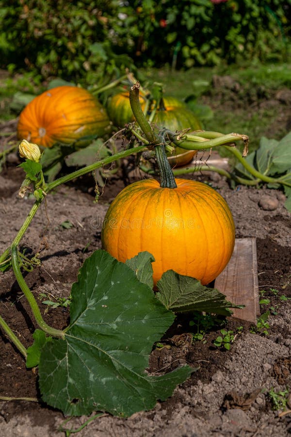 Single Pumpkin in Sunny Patch Stock Photo - Image of sunny, autumn ...