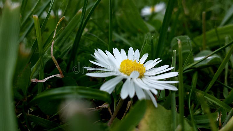 A Single Daisy Snug in the Grass Stock Image - Image of details, daisy ...