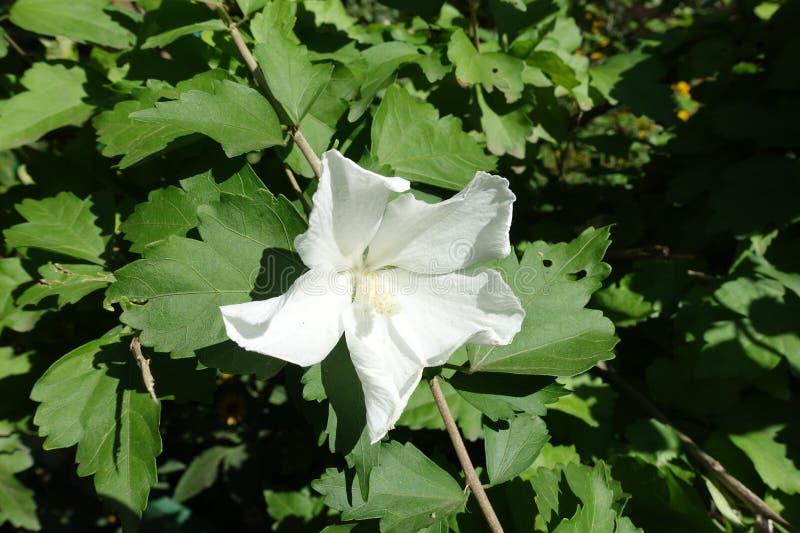 Single White Flower of Hibiscus Syriacus in September Stock Image ...