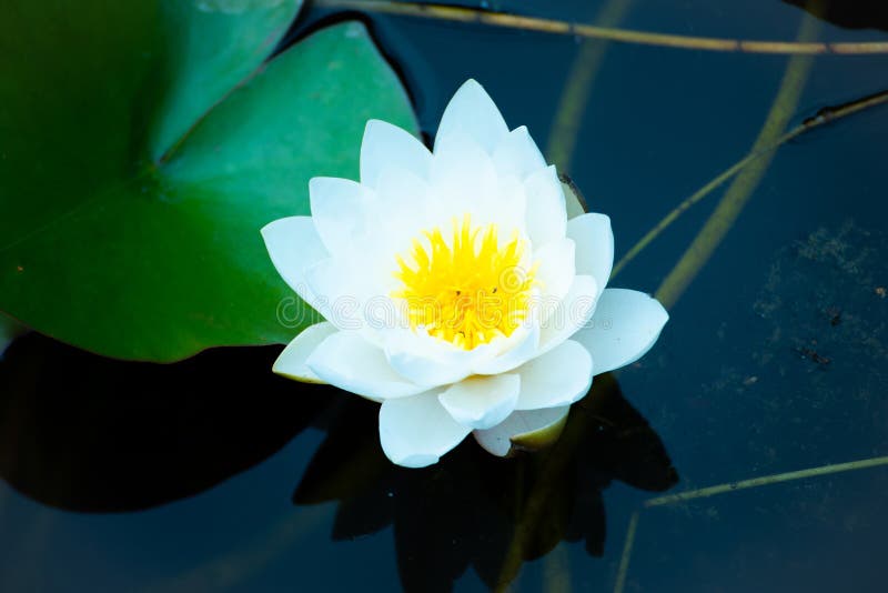 A Single Purely White Water Lily in the Water Stock Photo - Image of ...