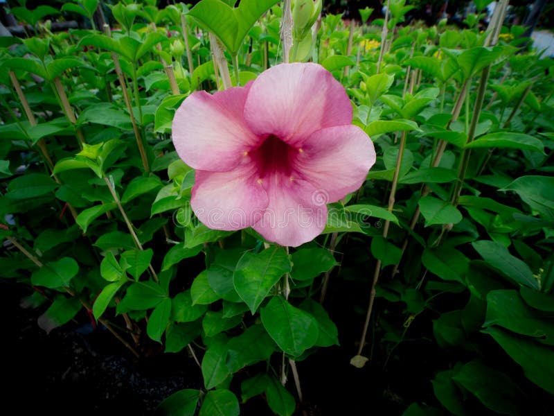 Single Purple Allamanda Flower Blooming Stock Photo - Image of floral ...