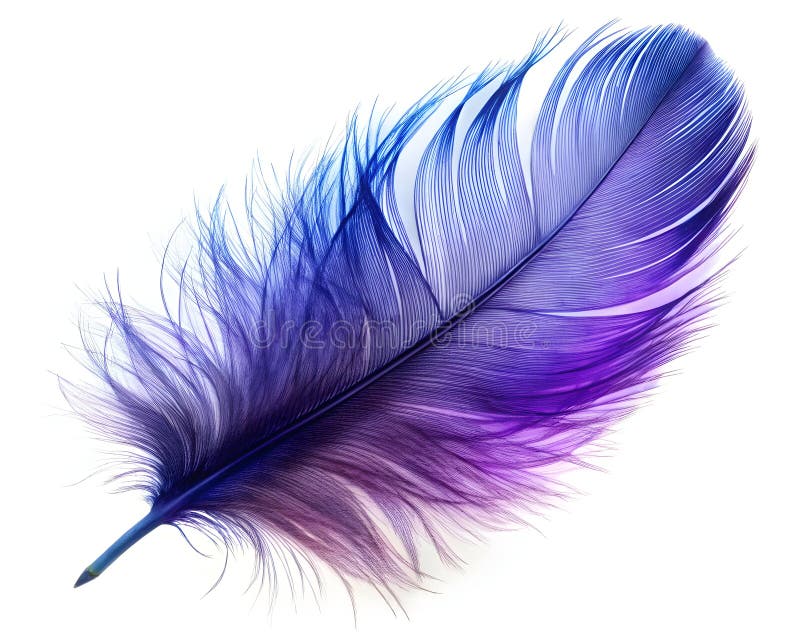 Single Purple Blue Bird Feather Design Element Stock Illustration ...