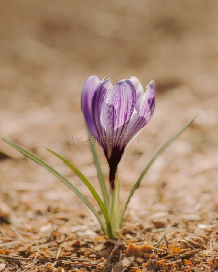 Single Purple Crocus Flower Growing Stock Photo - Image of sunbeam ...