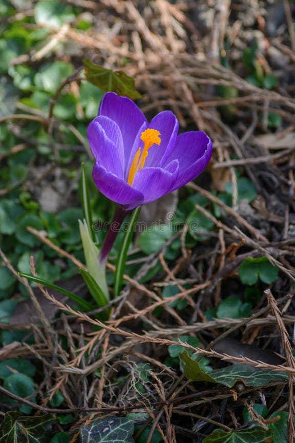 Single Purple Crocus Flower Growing on the Ground Stock Photo - Image ...