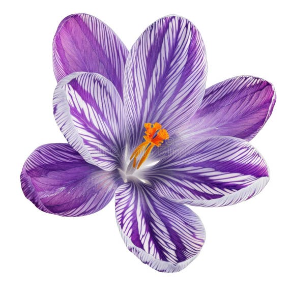 A Single Purple Crocus Flower with White Veins Stock Image ...
