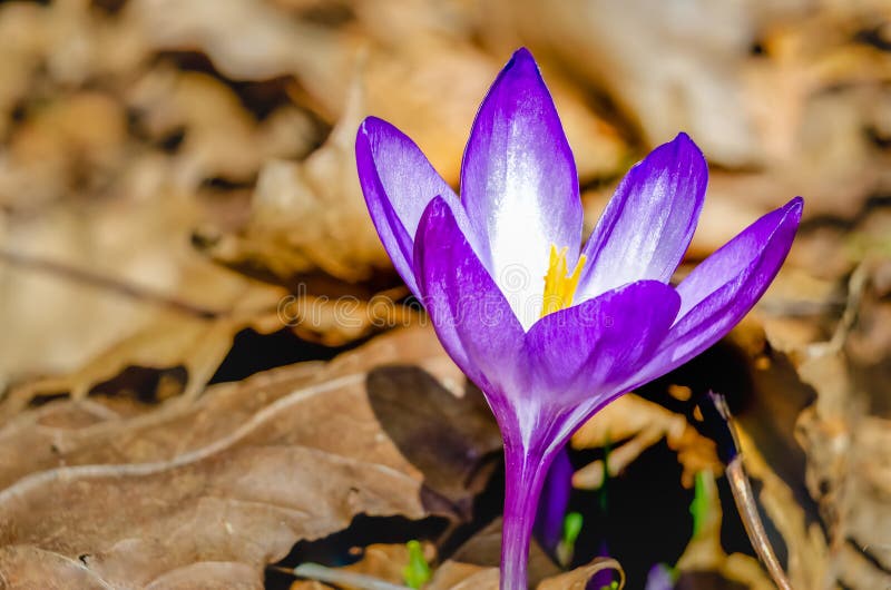 Single Purple Crocus Fully Open To the Morning Sun Stock Photo - Image ...