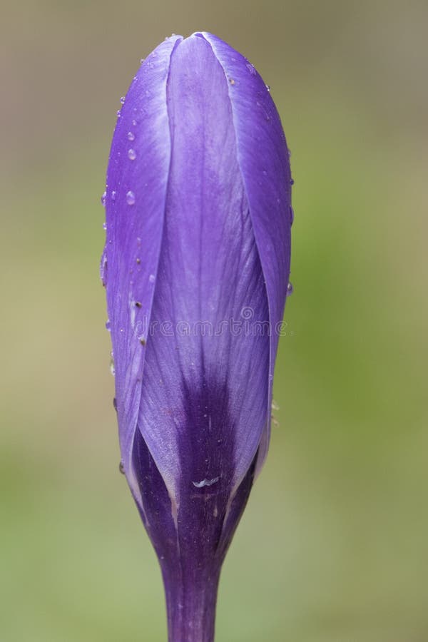 A Single Purple Crocus in the Rain Stock Photo - Image of single ...