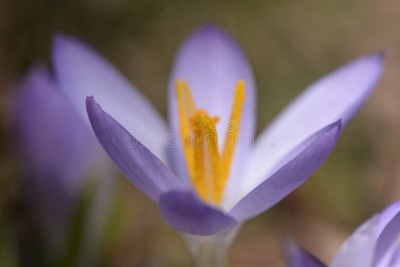 Single Purple Crocus Unfolding in Spring Sunshine Stock Image - Image ...