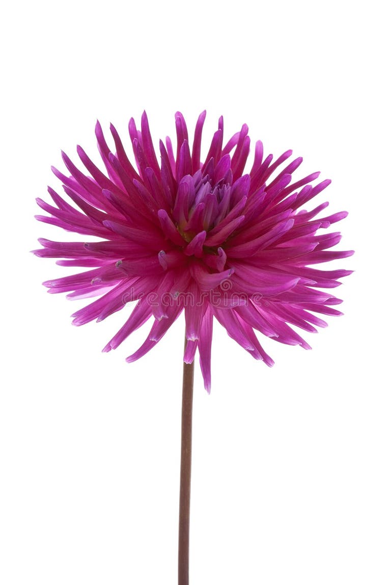 110,358 Single Purple Flower Stock Photos - Free & Royalty-Free Stock ...